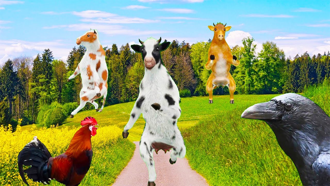 Cows dancing to the accompaniment of a crow and a rooster - YouTube