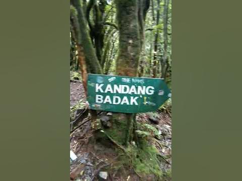 Pos Kandang Badak, Persimpangan Gunung Gede Pangrango #shorts - YouTube