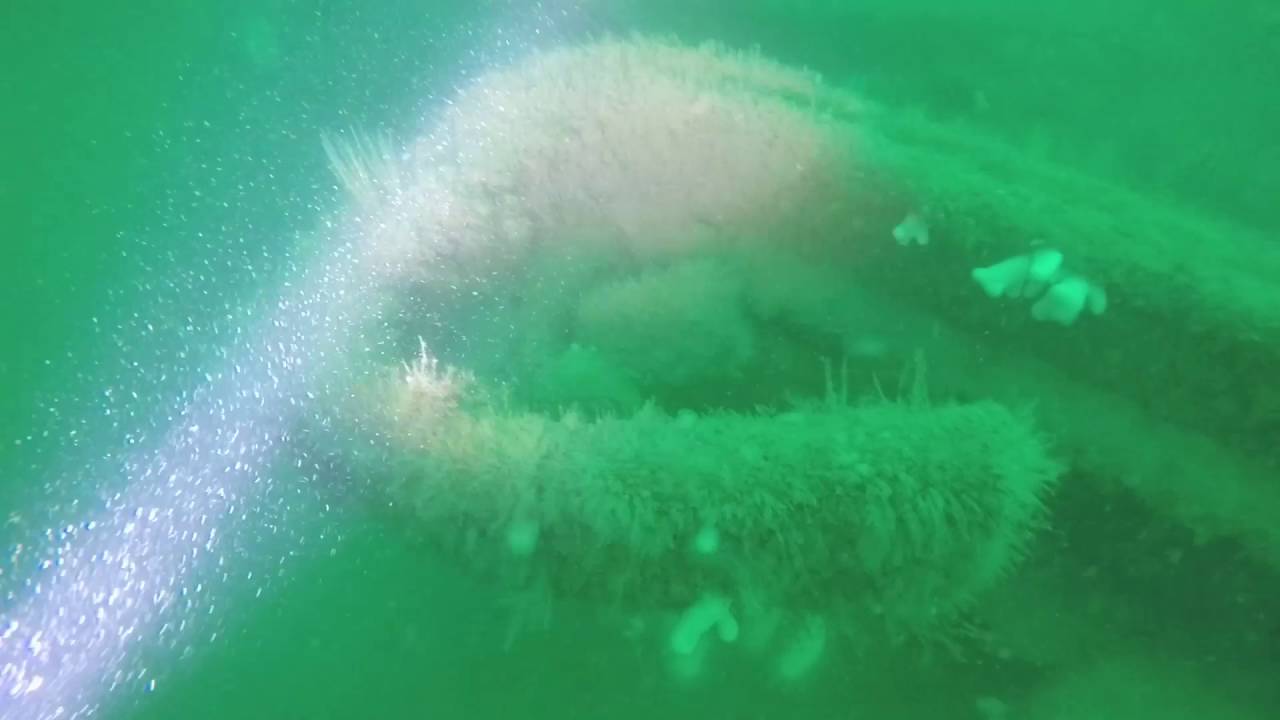 TR Thompson SS wreck - YouTube