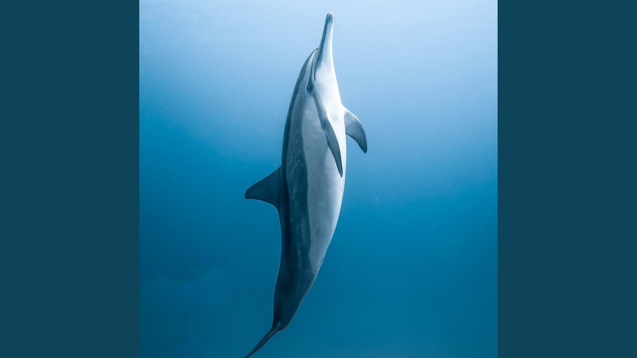 Dolphin - YouTube