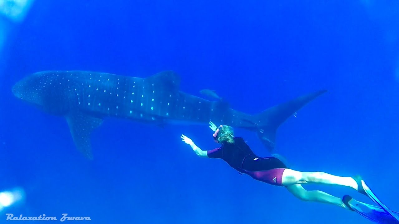 Forest Meditation Music Beautiful Coral Reef Fish, Relaxing Ocean Fish ...