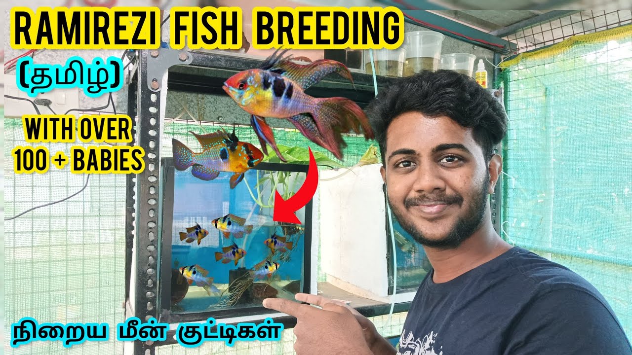 HOW TO BREED RAM FISH TAMIL | RAMIREZI FISH BREEDING TAMIL | ABOUT RAM ...
