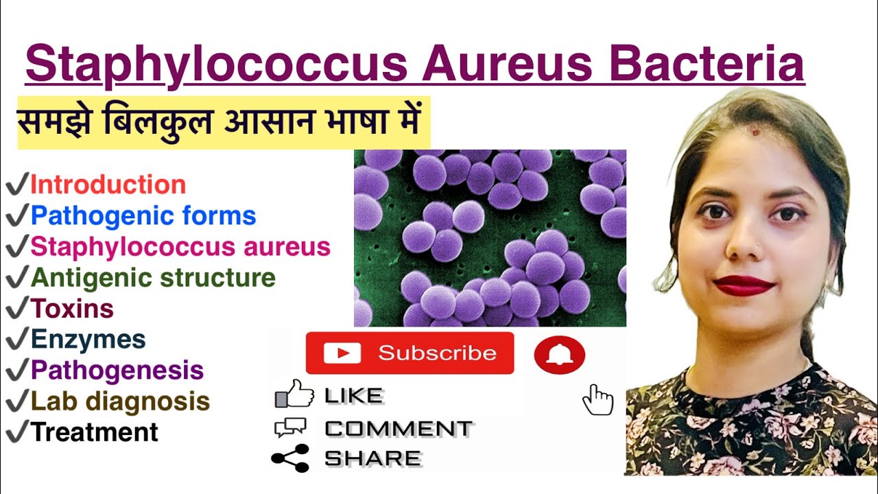 Staphylococcus Aureus Bacteria in Hindi | Lab Diagnosis | Pathogenesis ...