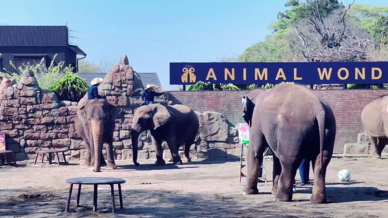 Elephant performance - YouTube