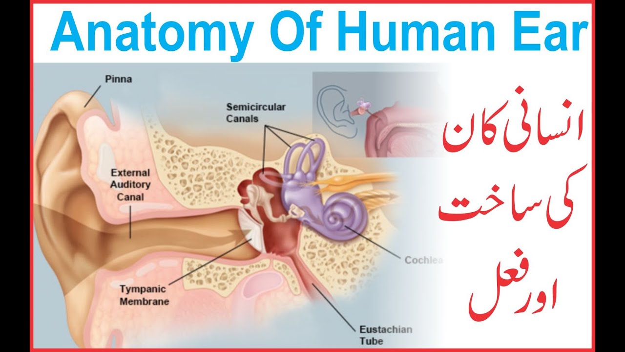 Physiology of human ear with functions of parts of ear - YouTube