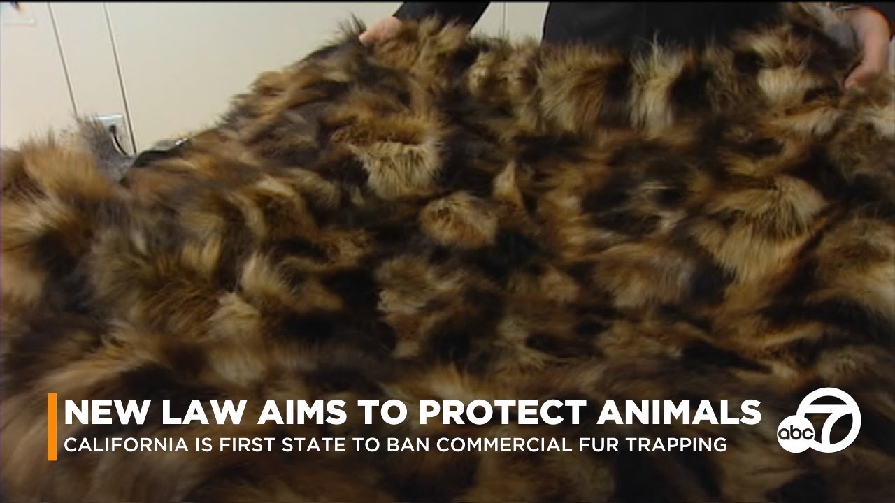 California bans fur trapping for recreation, commerce | ABC7 - YouTube