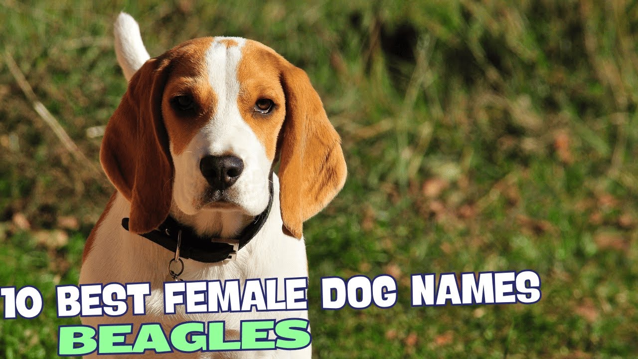 10 Best Female Beagle Dog Names🐾 - YouTube