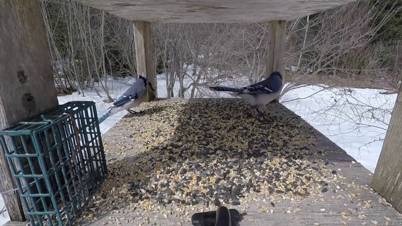 Birds with the GoPro - YouTube