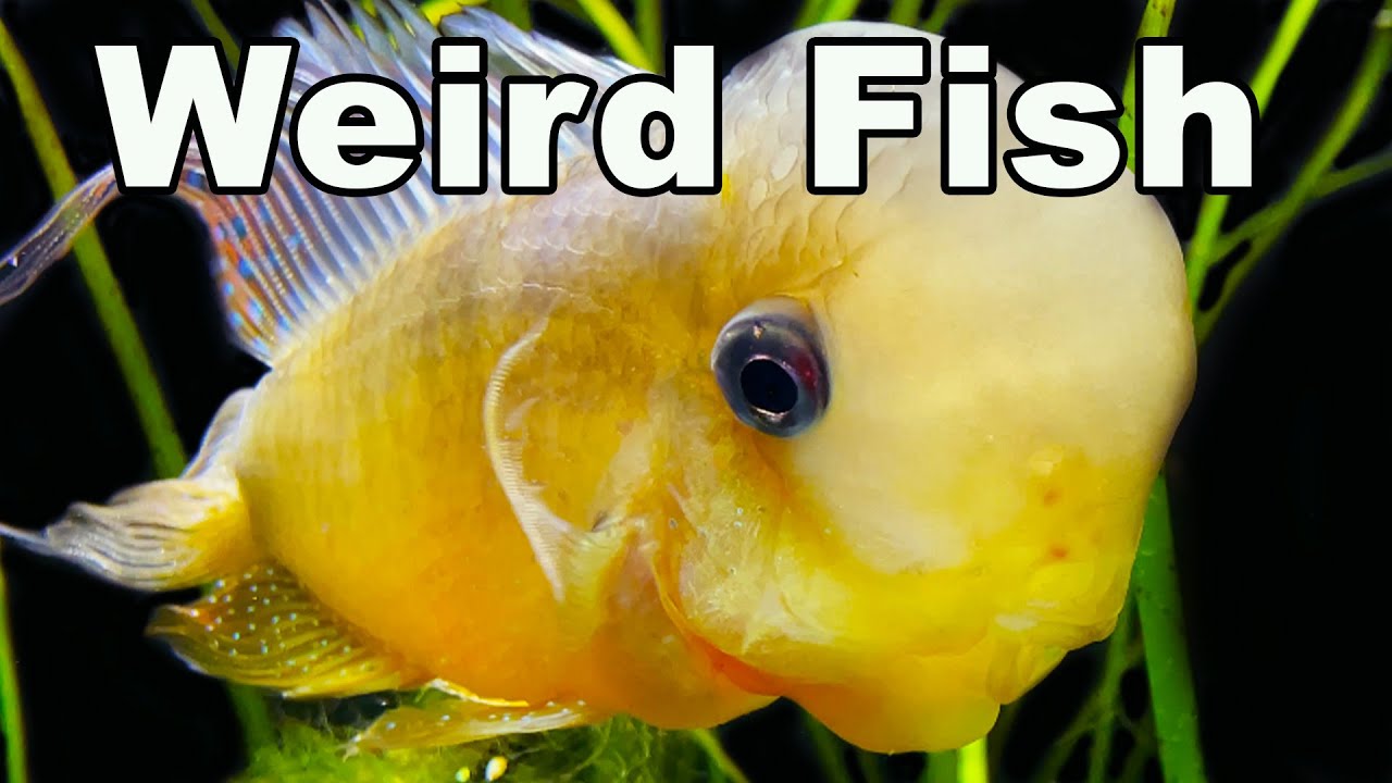 5 Weird Fish in Our Fish Room! Wait Until You See The Last One! - YouTube