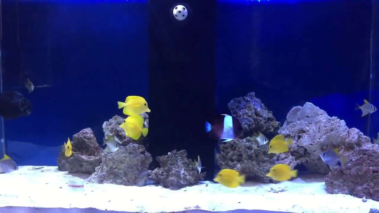 Saltwater Tank. Yellow Tangs - YouTube