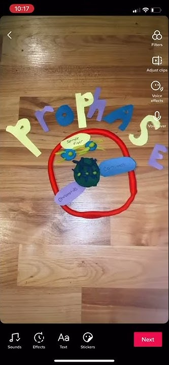 Mitosis mini project with play doh - YouTube