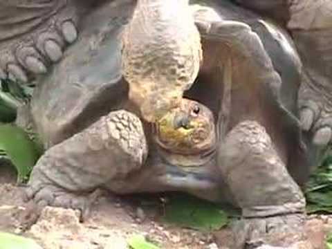 Mating Tortoises