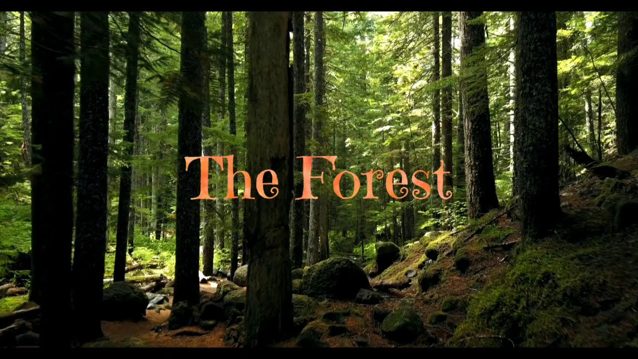 THE FOREST | Intro / Background Video for Vlogs MOTION GRAPHICS NO ...
