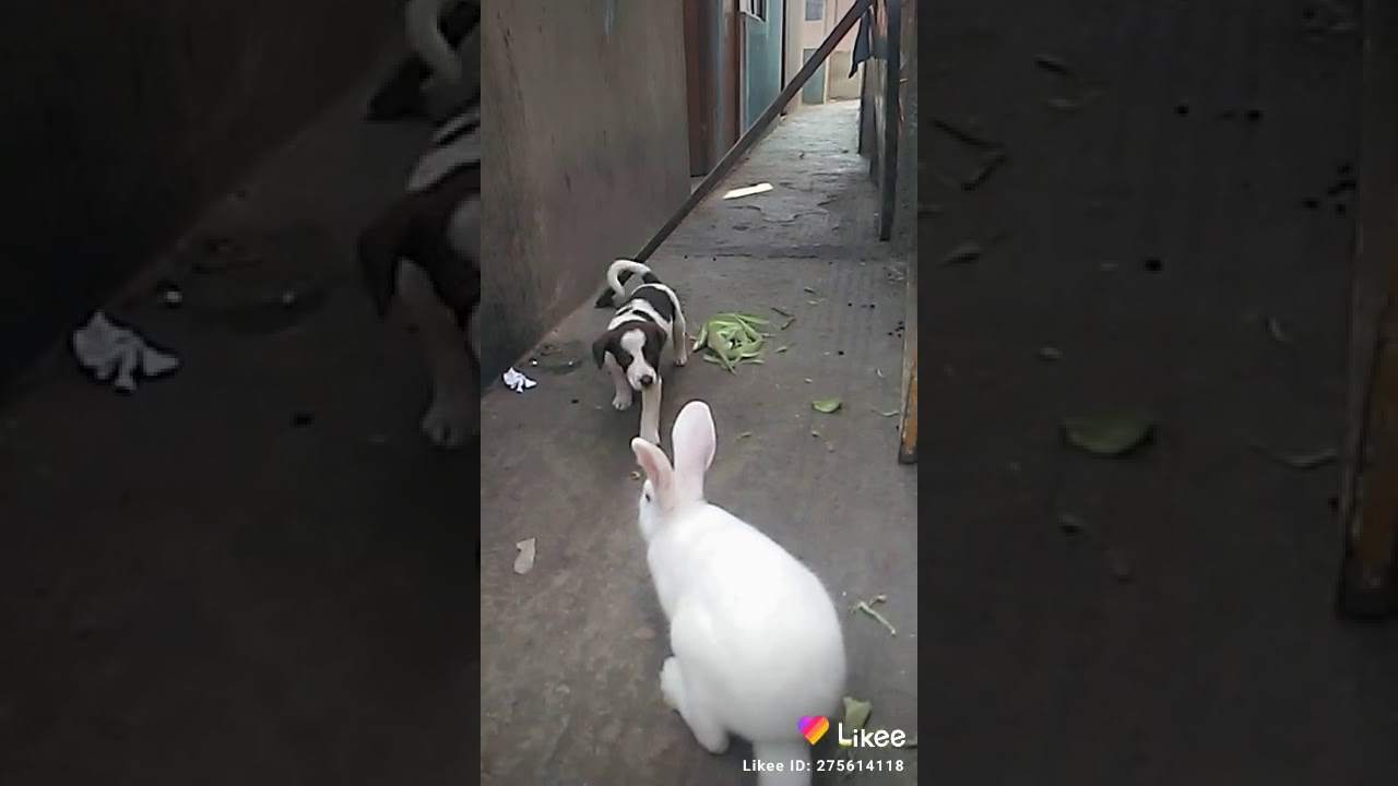 el perro y el conejo - YouTube