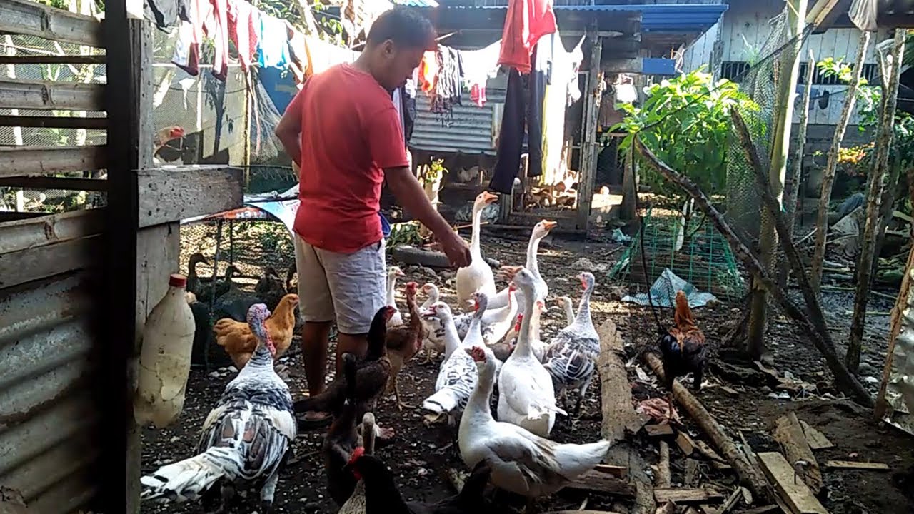 PWEDE BANG MAGKASAMA ANG MGA MANOK, PATO, PABO, GANSA, ITIK? - YouTube