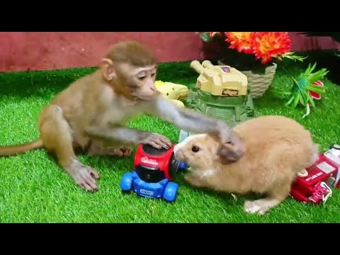 cute Animals Baby & Rebet Playing Room. wild Animal video 2022 #animals ...