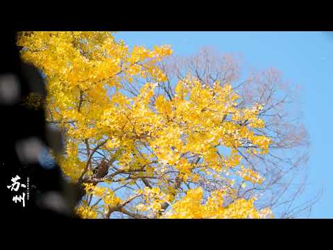 Silica - Alex Hamlin