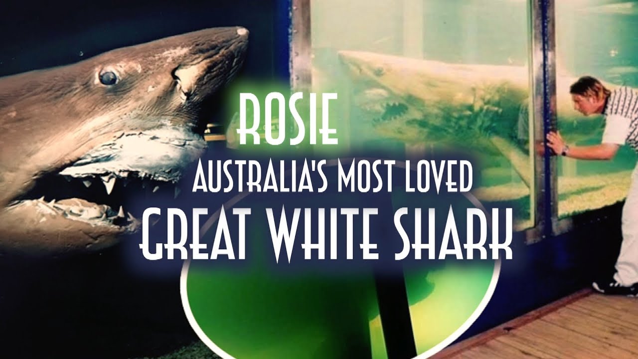 Rosie, Australia's most loved great white shark - Emerson in English ...
