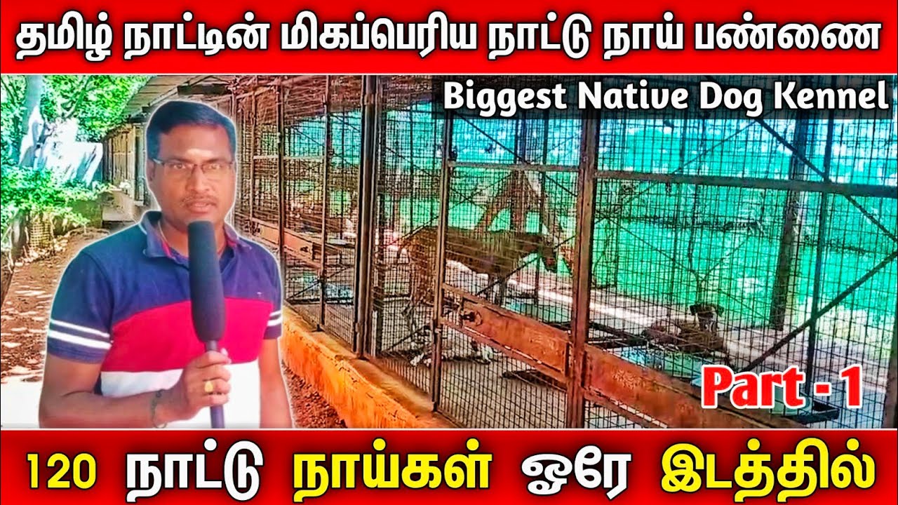 தமிழ்நாட்டின் மிகப்பெரிய நாட்டு நாய் பண்ணை | Biggest Native Dog Kennel ...