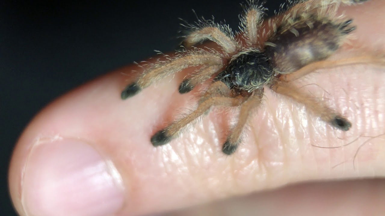Avicularia juruensis on hand - YouTube