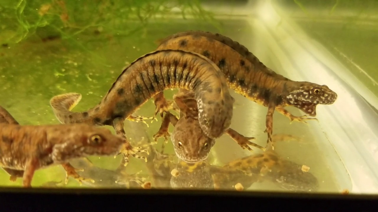 Danube Crested Newts Feeding - YouTube