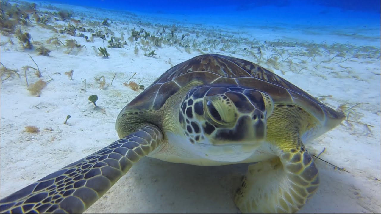 Diving Cozumel Turtle Tastic UNCUT August 2021 - The Jennifer Version - YouTube