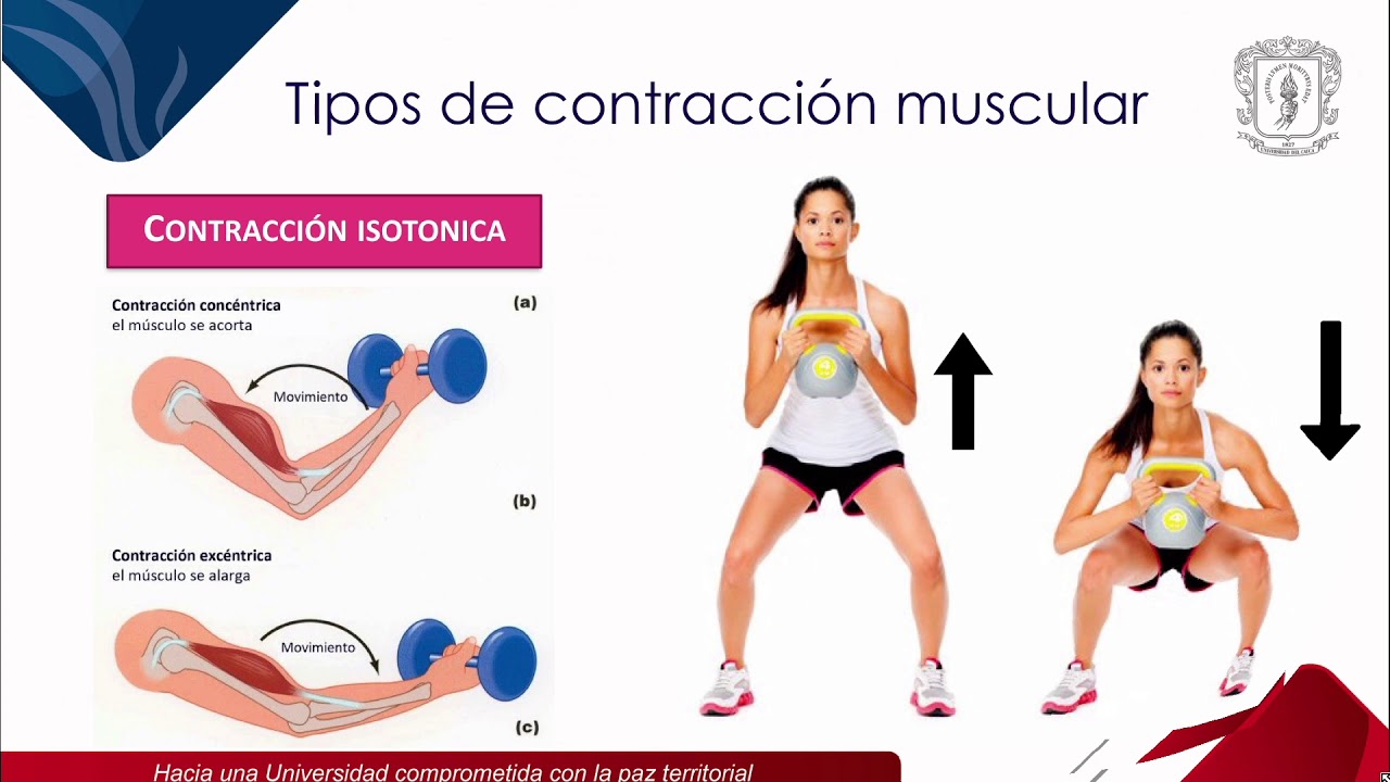 Contracción muscular - YouTube