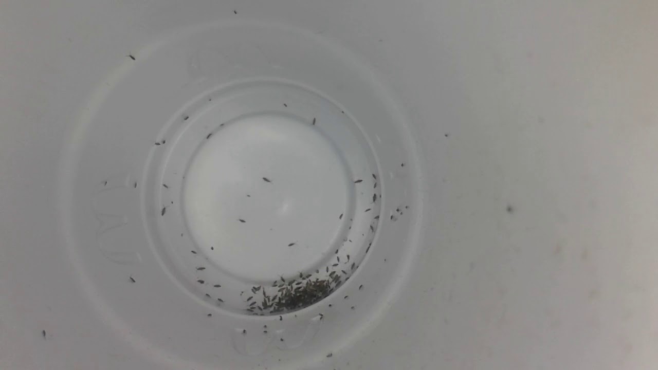 Catching my springtails - YouTube