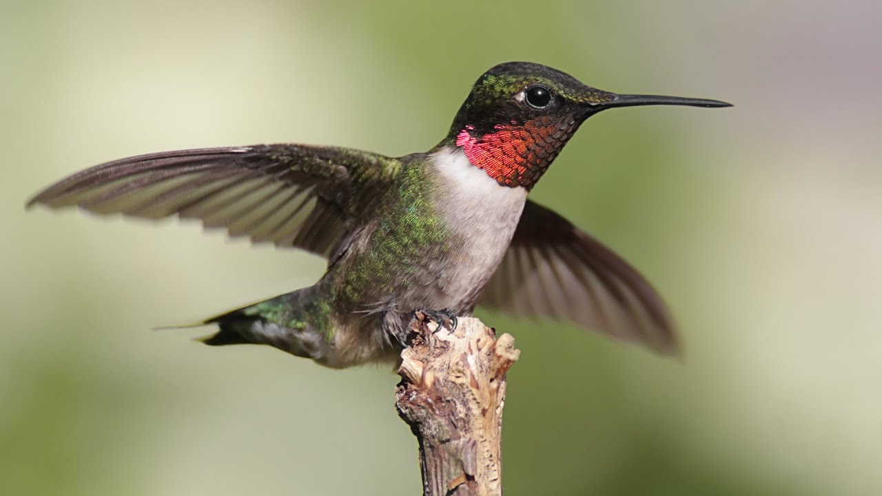 Nature Minute - How to Make Hummingbird Fuel - YouTube