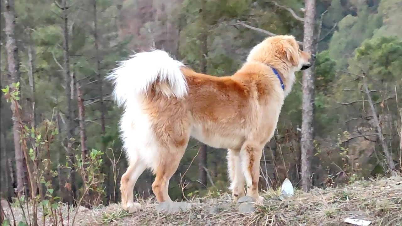 Uttarakhand's Pure rare colour, old-line Bhotiya Dog/ himalayan ...