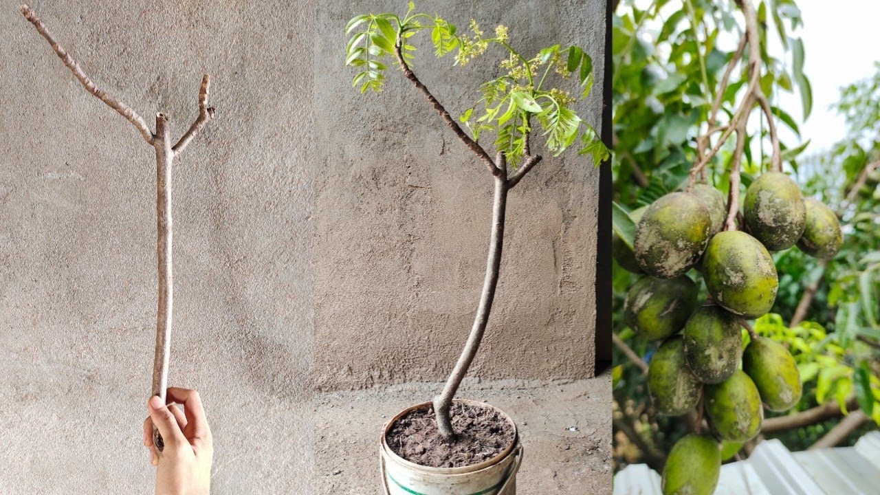 Unique Skill Propagation Ambarella Tree. Growing Fast Use Banana Fruit ...