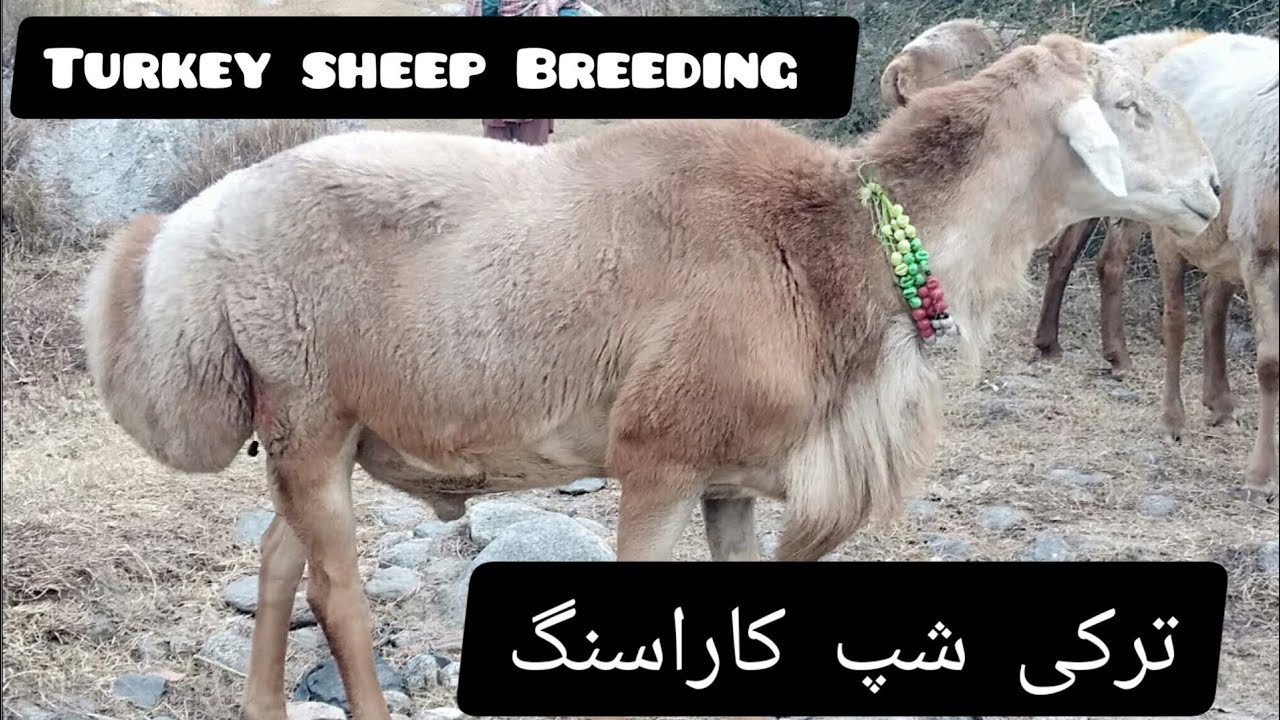 How to Crossing Turkey sheep |Turkey sheep maal hona| - YouTube