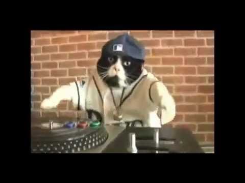 DJ gato rapero de 50 Cent - YouTube