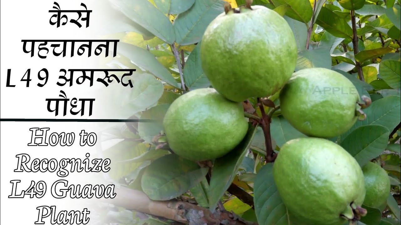 How to Recognize L49 Guava Plant | आप कैसे पहचानेंगे l49 अमरूद की पौधा ...