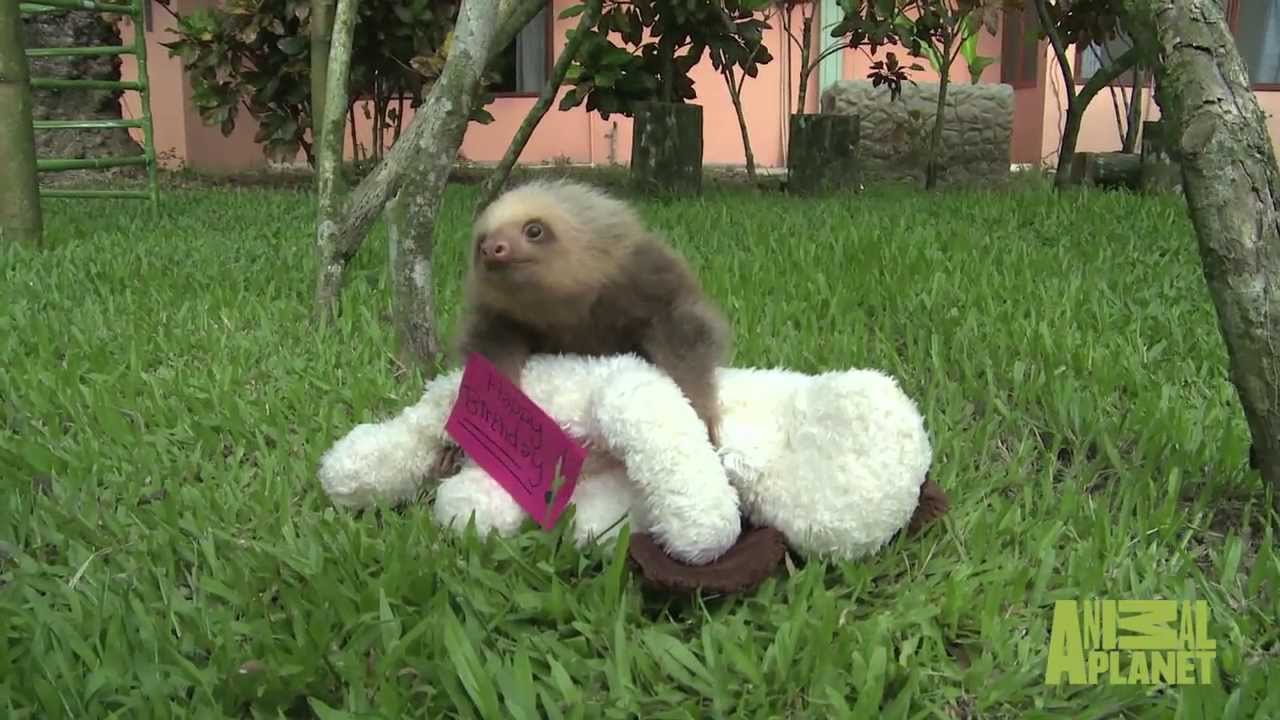Baby Sloth Falls Backwards on his Birthday for 'Meet The Sloths' - YouTube