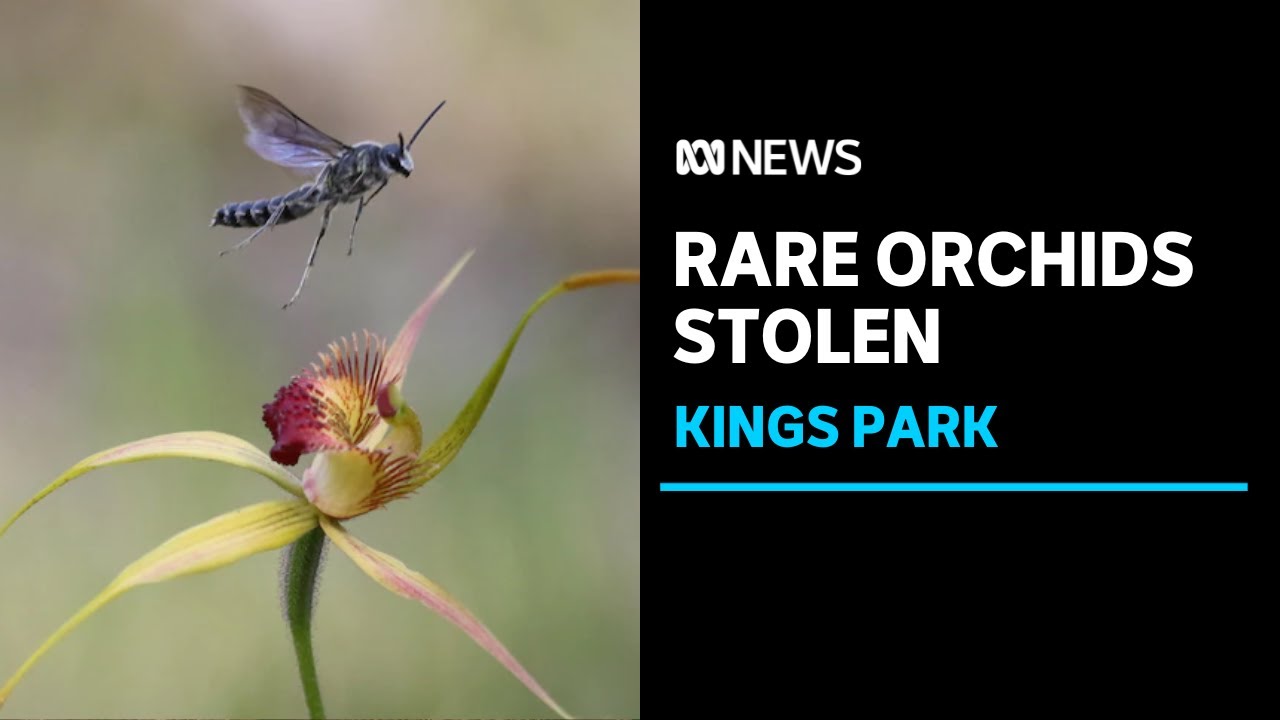 Conservation efforts for a threatened plant species set back after a ...