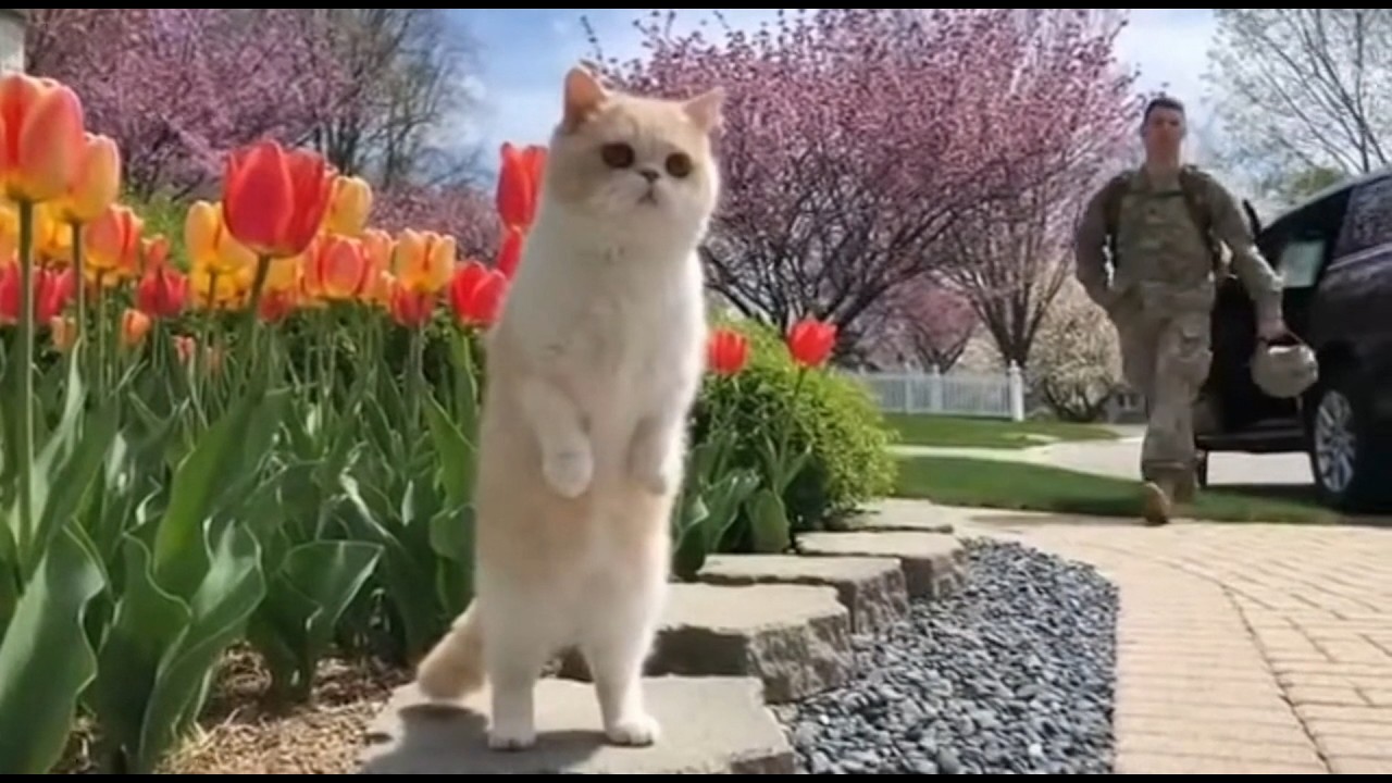 🐈 🥰🥰 What Kind of Reunion Do Cats Have with Dad After Years Apart? It's ...