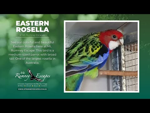 Eastern Rosella | Mt Rumney Escapes