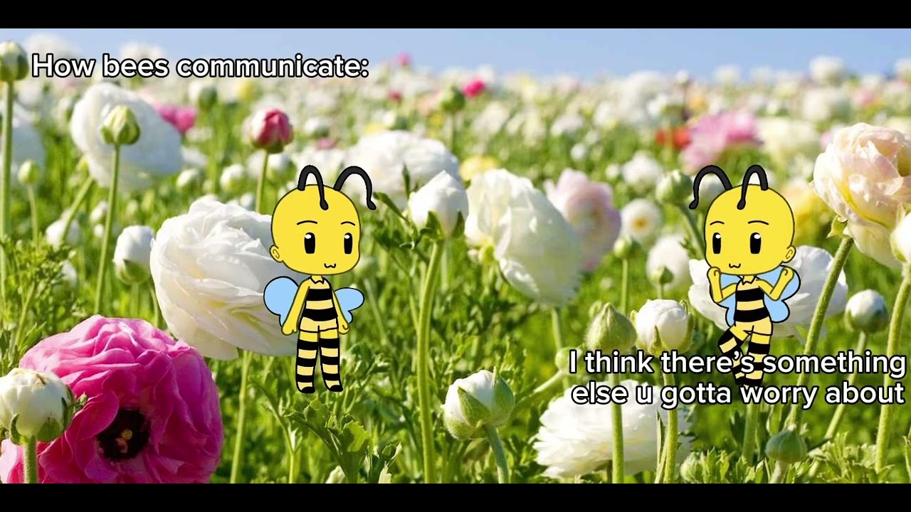 How bees communicate - YouTube