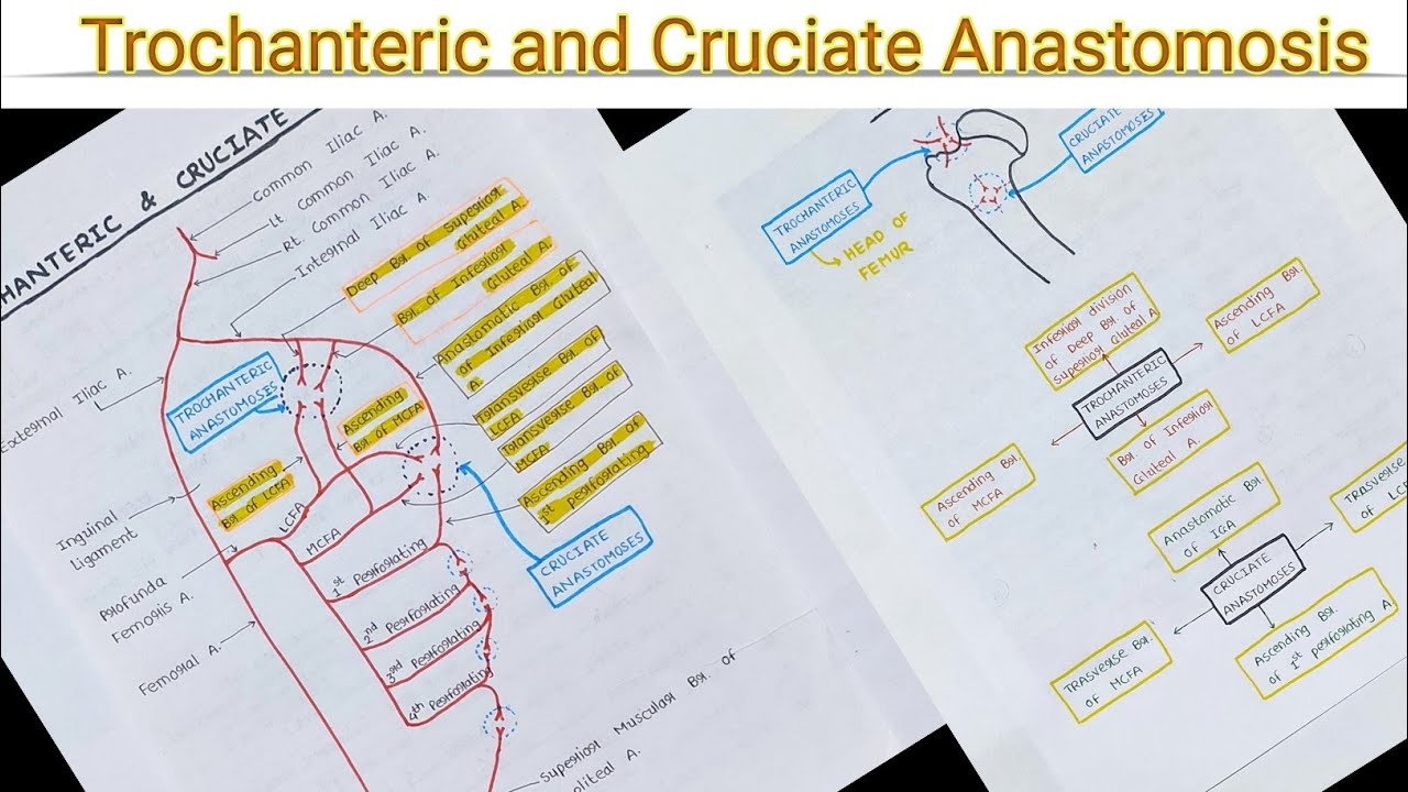 Trochanteric & Cruciate Anastomosis - YouTube
