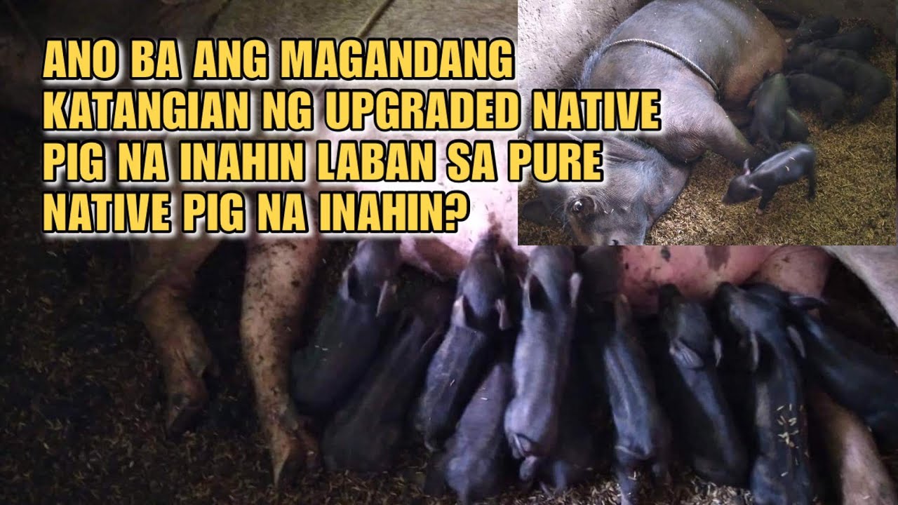 MAGANDANG KATANGIAN NG UPGRADED NATIVE PIG NA INAHIN LABAN SA PURE ...