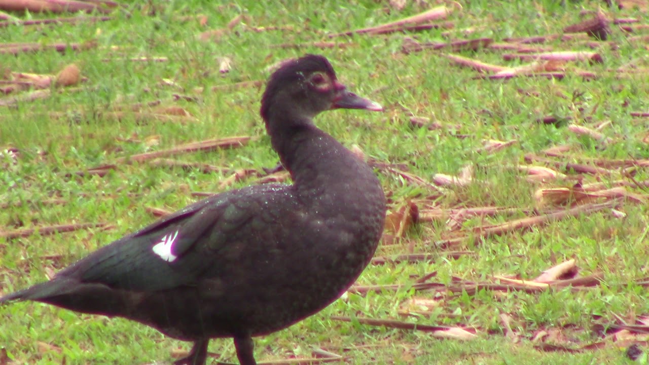 PATO CAMINHANDO NA CHUVA - BICHOS DO SITIO - BICHO DA FAZENDA - PATO ...