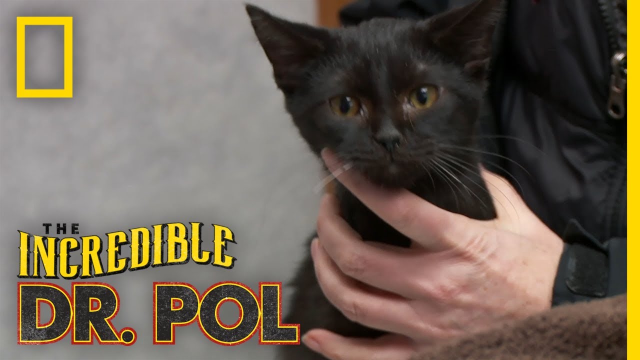 Two Rescued Cats Get a Check-Up | The Incredible Dr. Pol - YouTube