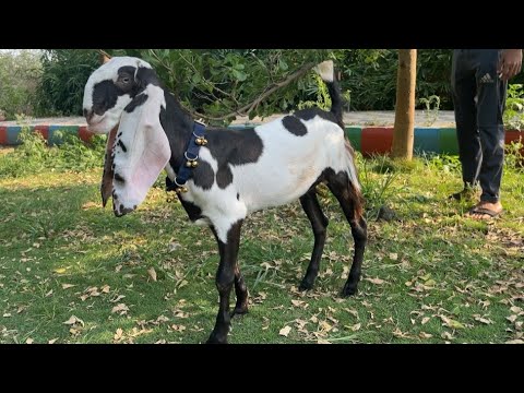 ajuba breedline hyderabadi goat kids available in Pune | pure ...
