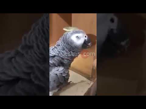 Ezbere Kuran-ı Kerim Okuyan Papağan