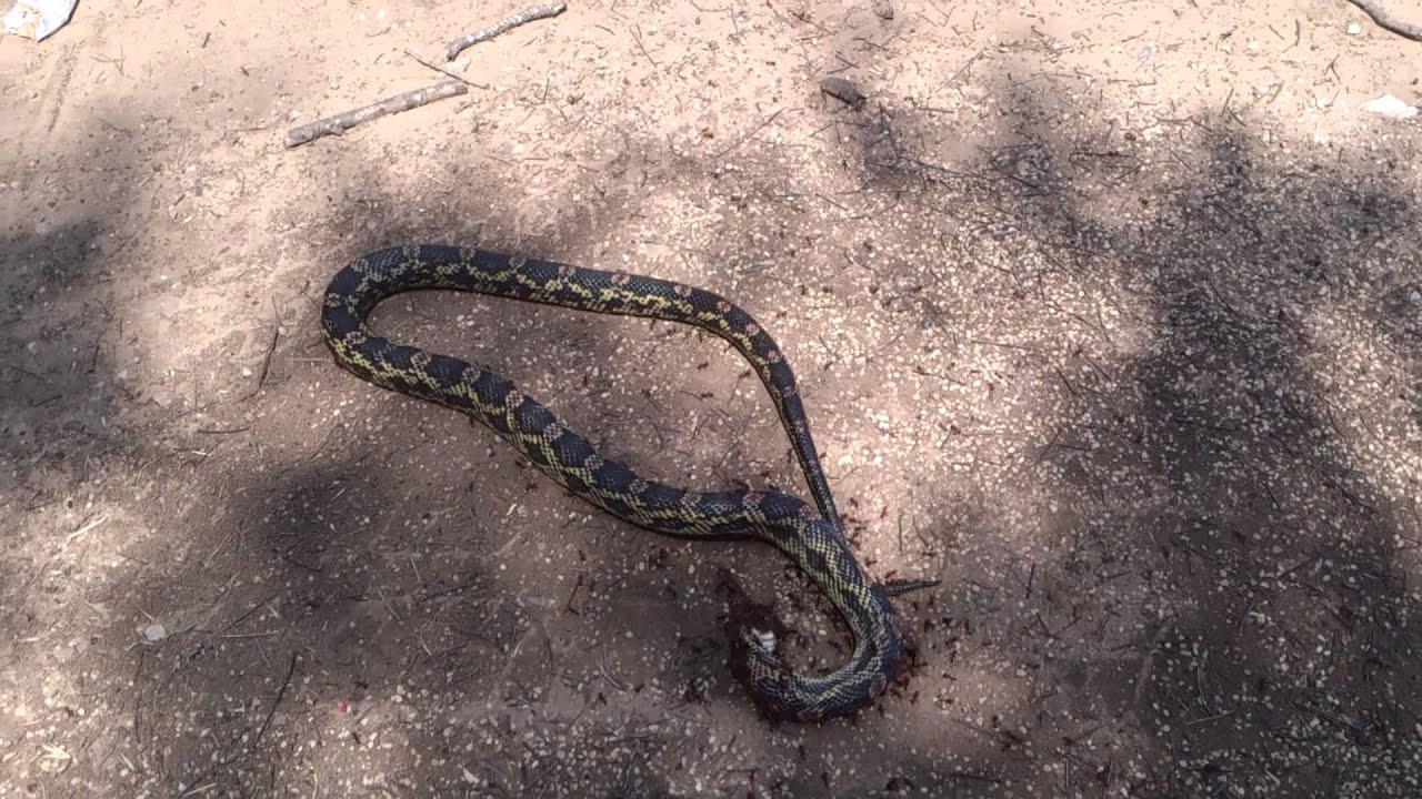 Decapitated snake vs ants - YouTube