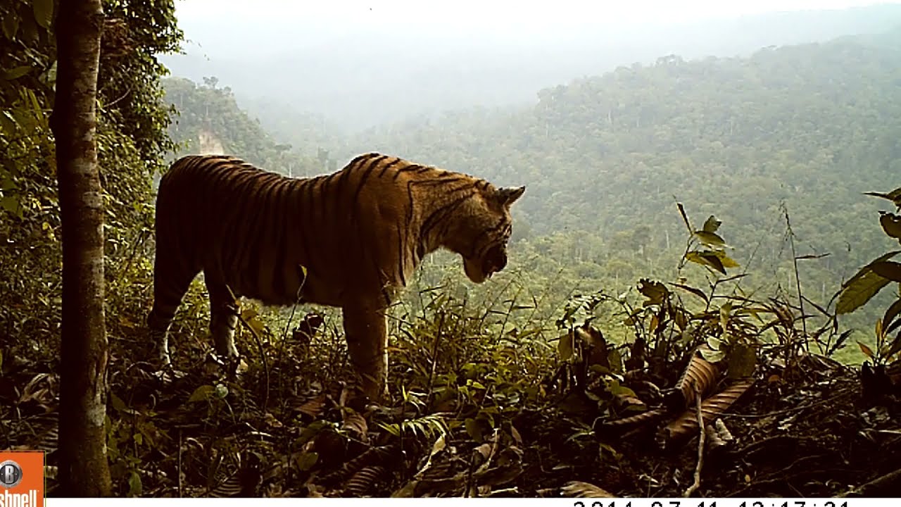 Dari Kuau Raja sampai Raja Hutan "Harimau Sumatera" di Hutan Sumatera ...