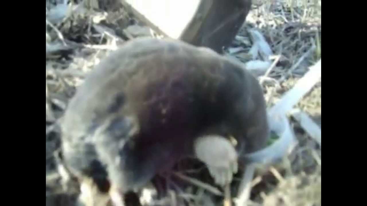 Mole dying - YouTube