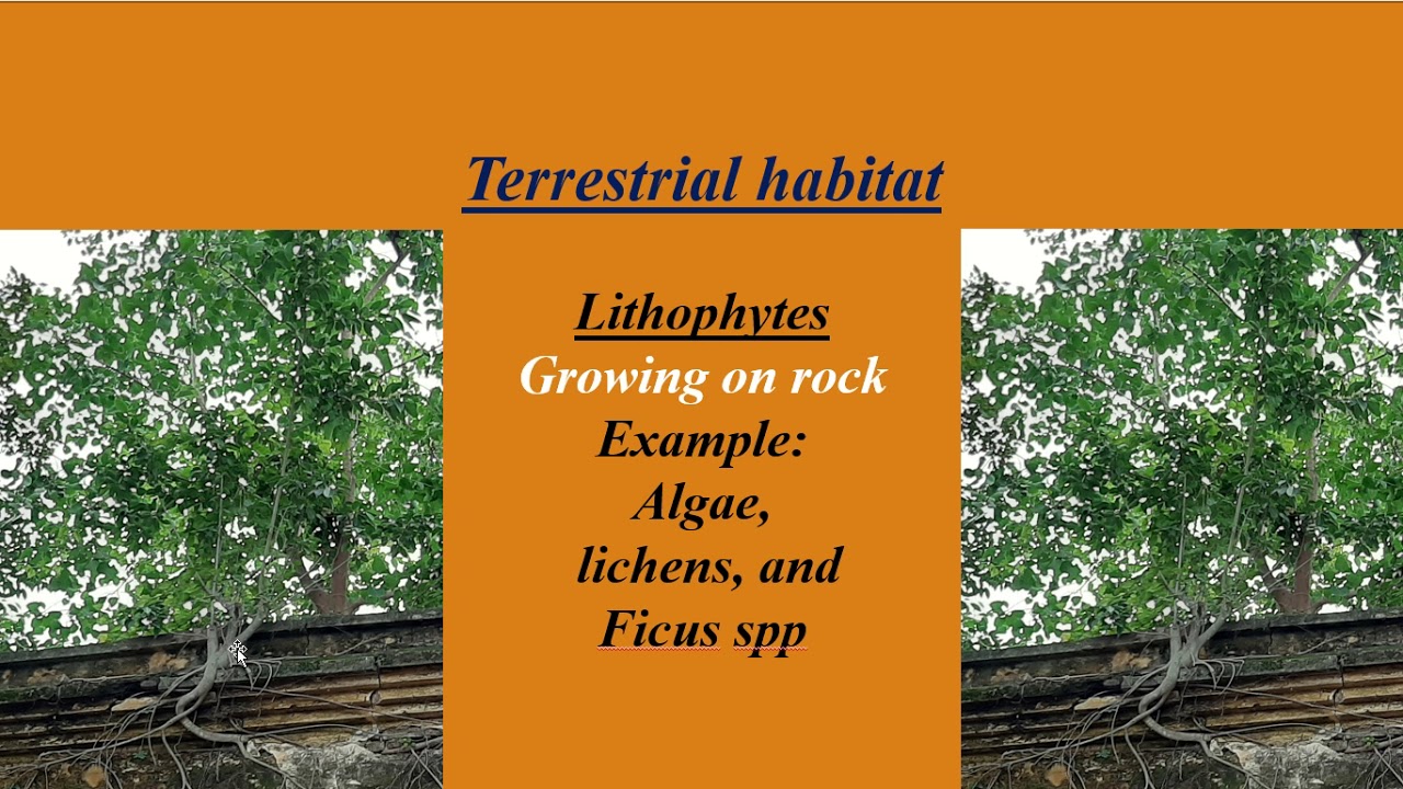 Terrestrial Habitat Plants