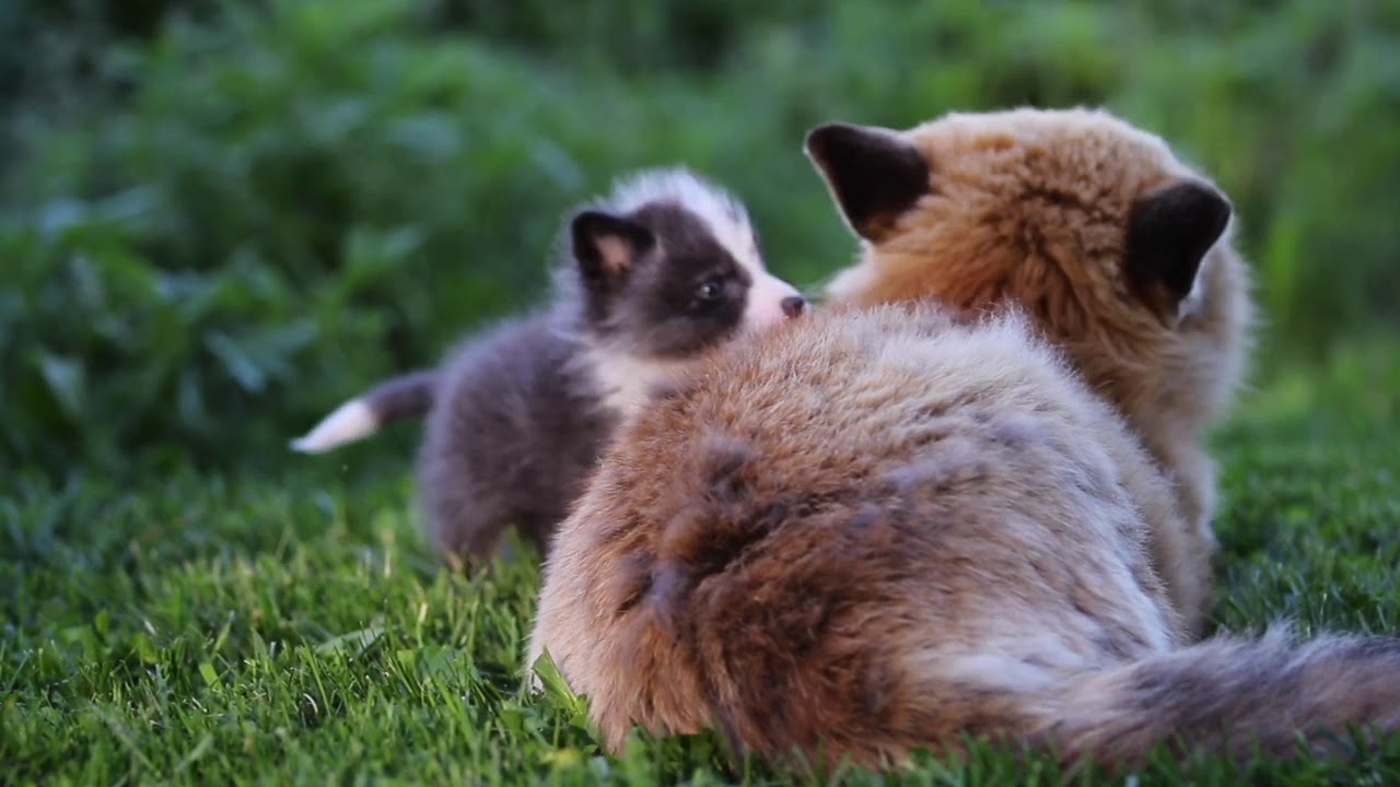 Finnegan And Baby Kipper Playing In The Yard! - YouTube